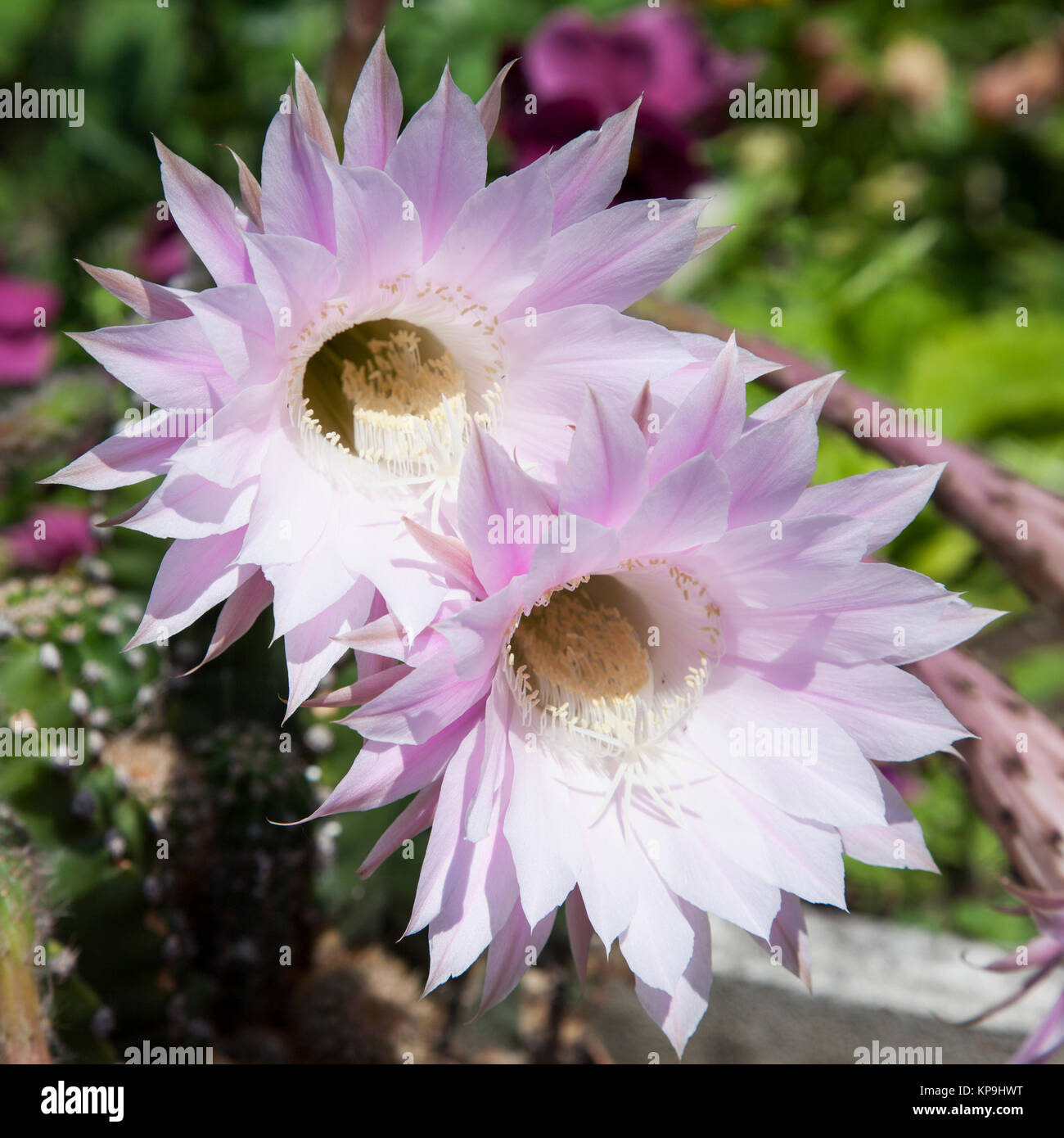 Cactus pink flowers Stock Photo - Alamy
