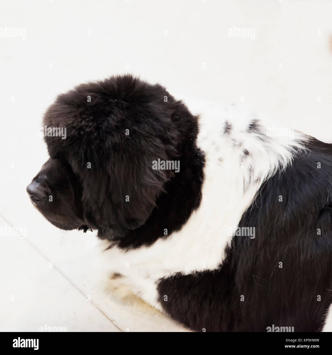 Big shepard dog Stock Photo - Alamy