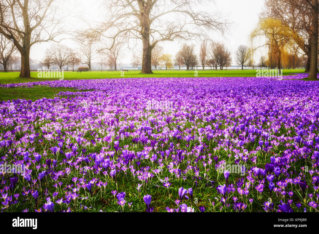 Blooming crocus flowers in the park. Spring landscape. Beauty in nature ...