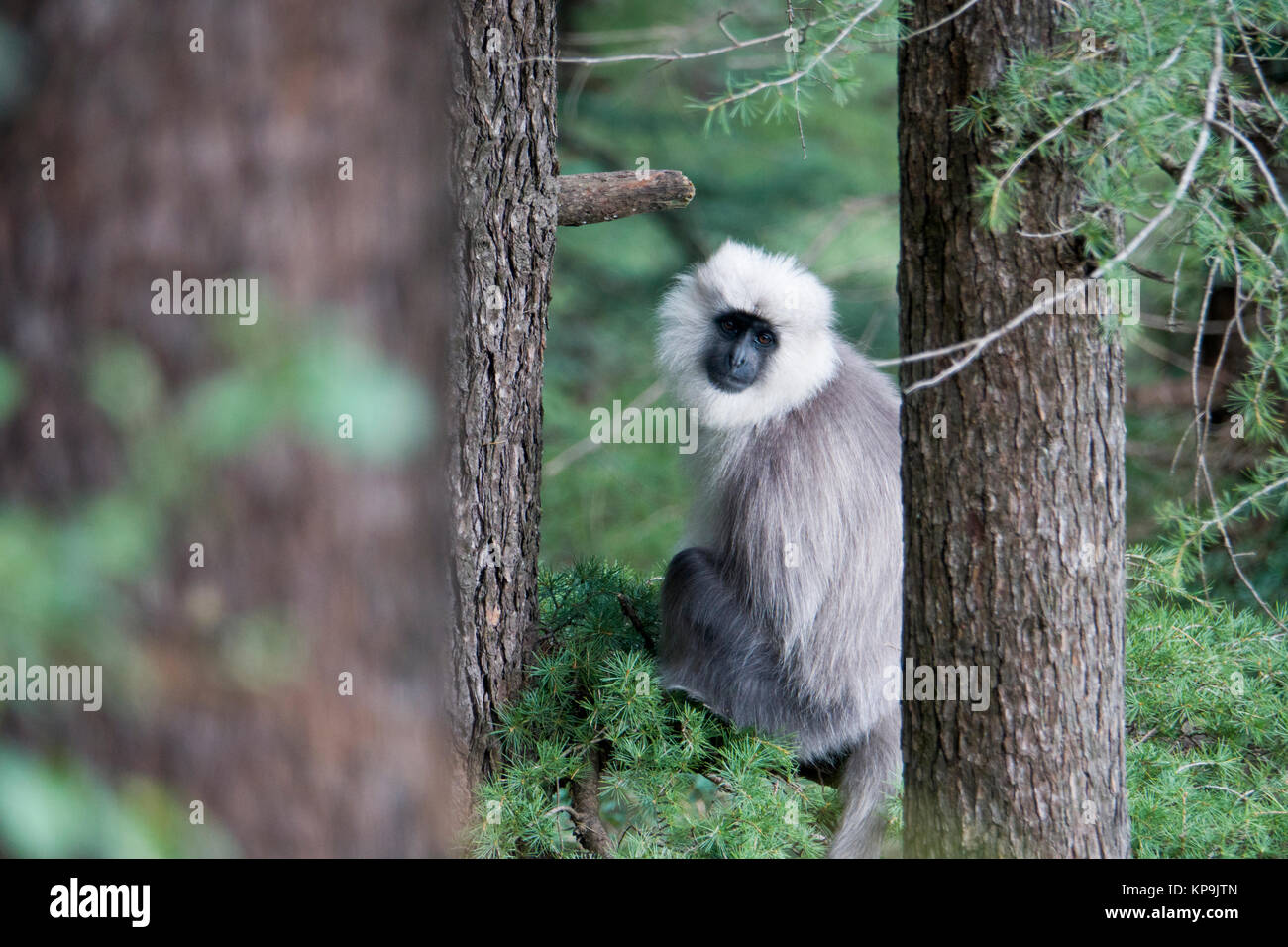 Kashmir gray langur (Semnopithecus ajax) monkey in cedar forest Stock ...
