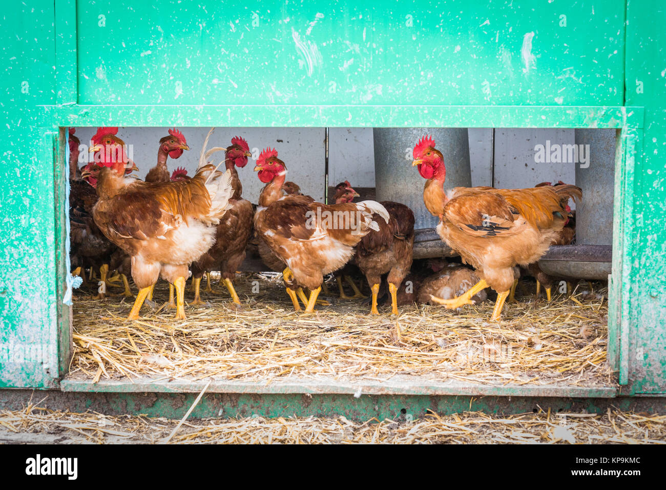 Organic chicken farming, Charente, France Stock Photo - Alamy