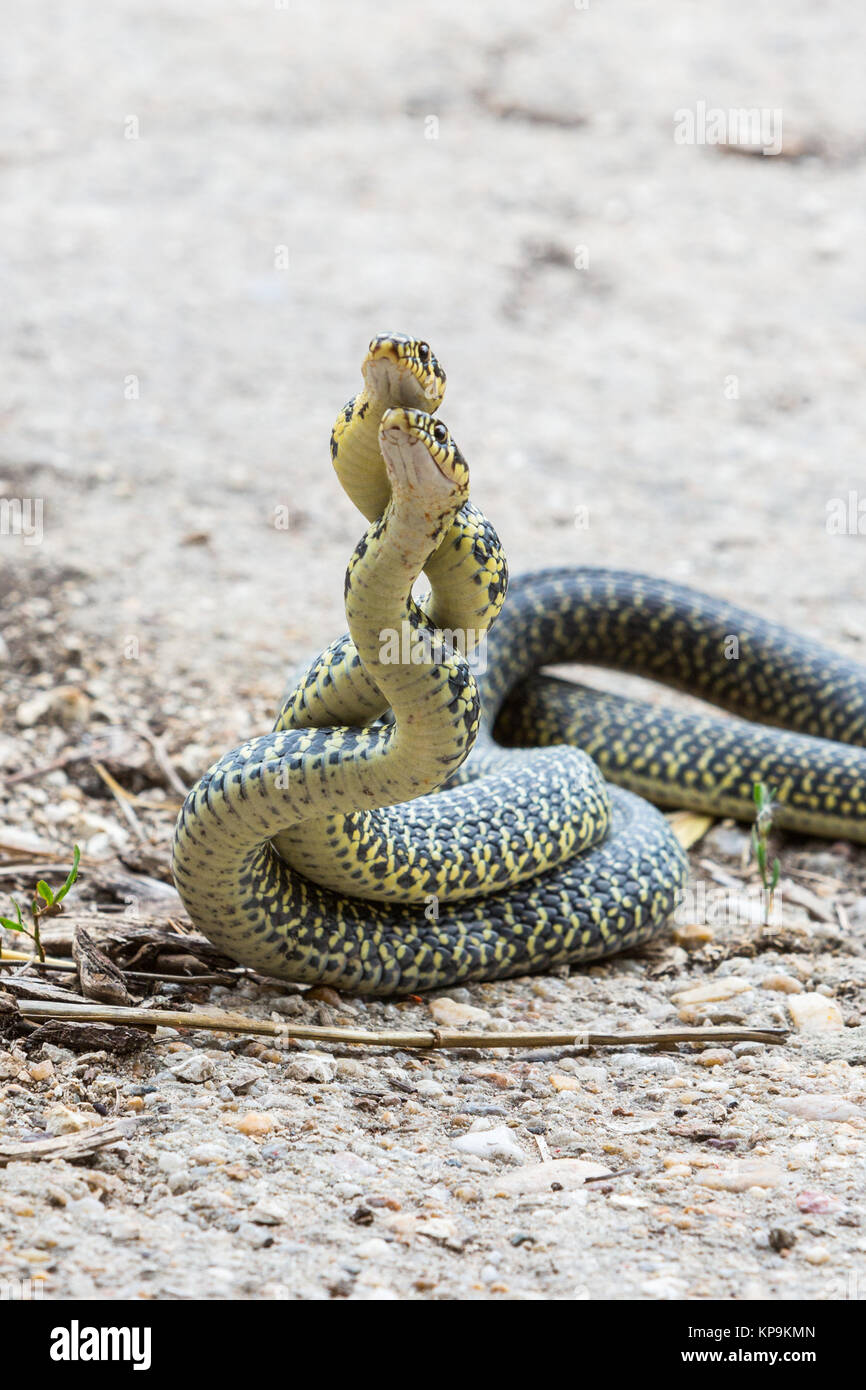 Snakes mating hi-res stock photography and images - Alamy