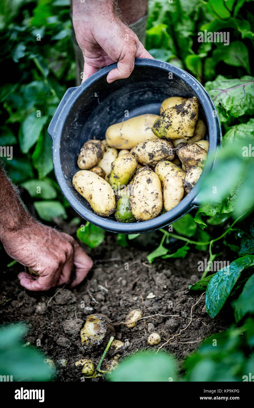 Crop of potatoes Stock Photo - Alamy
