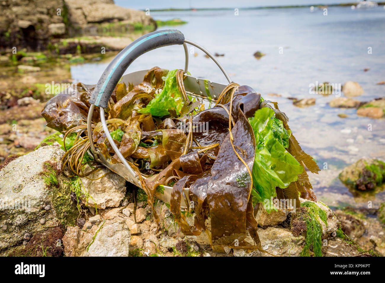 Seaweed collection hi-res stock photography and images - Alamy