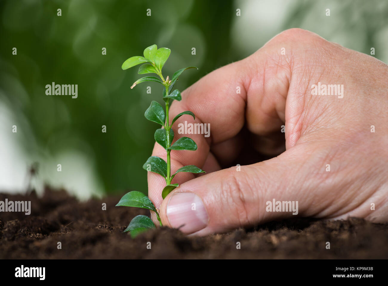 Man's Hand Planting Small Tree On Ground Stock Photo - Alamy