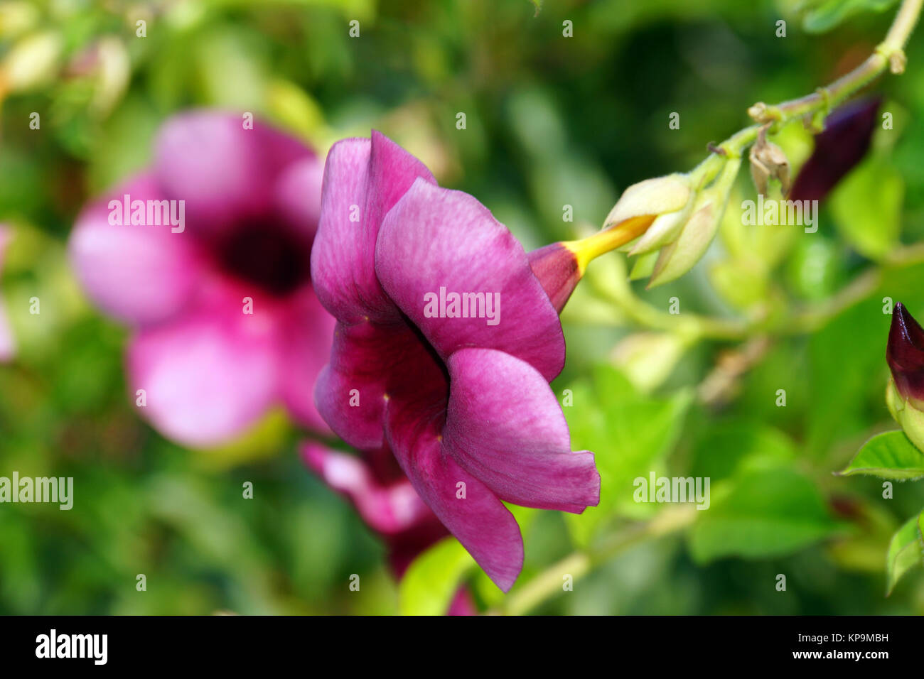 violette Dschungelglocke (Allamanda violacea), Lucca, Toskana, Italien ...