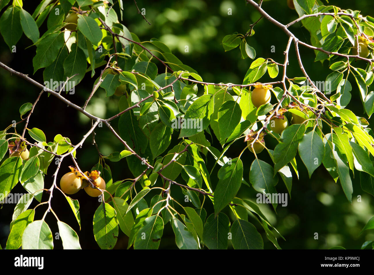 american persimmon (diospyros virginiana Stock Photo - Alamy