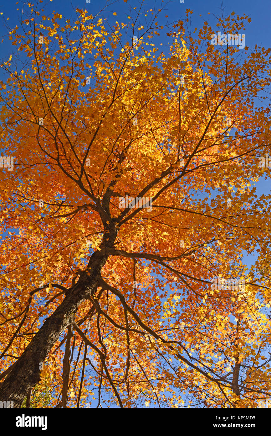 Looking up into a Maple in Full Fall Colors Stock Photo - Alamy