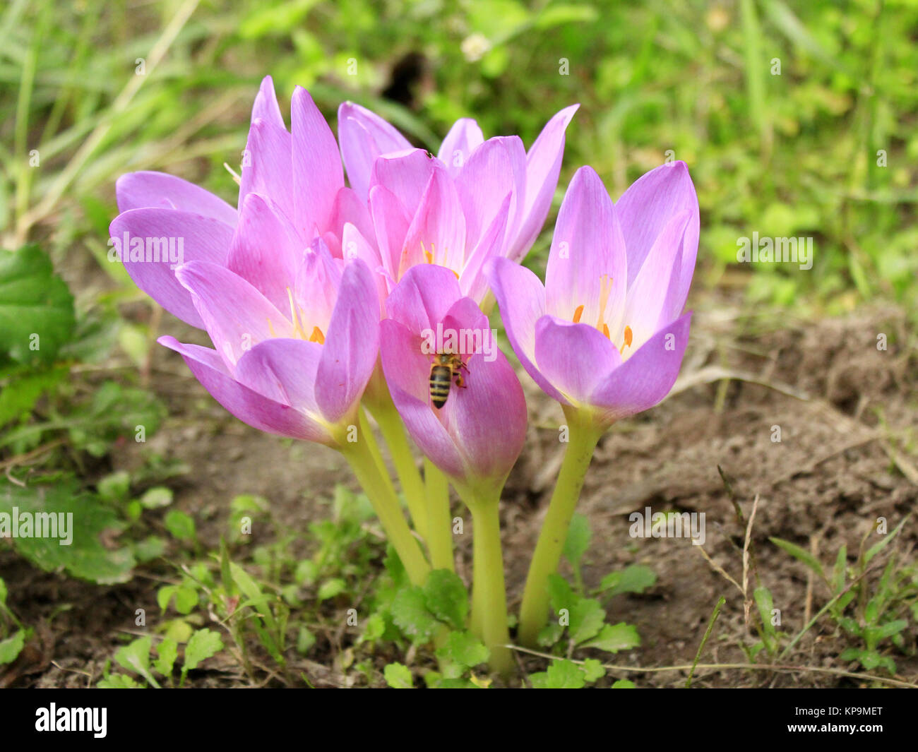 pink flowers of colchicum autumnale Stock Photo - Alamy