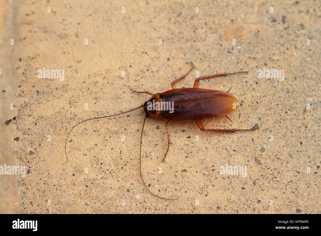 Blatta Orientalis Stock Photos & Blatta Orientalis Stock Images - Alamy
