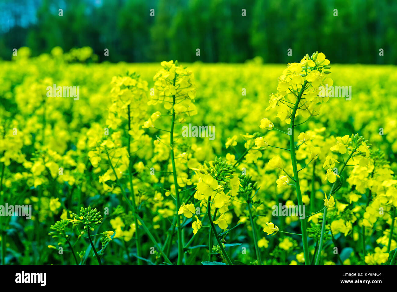 Rapeseed fuel hi-res stock photography and images - Alamy