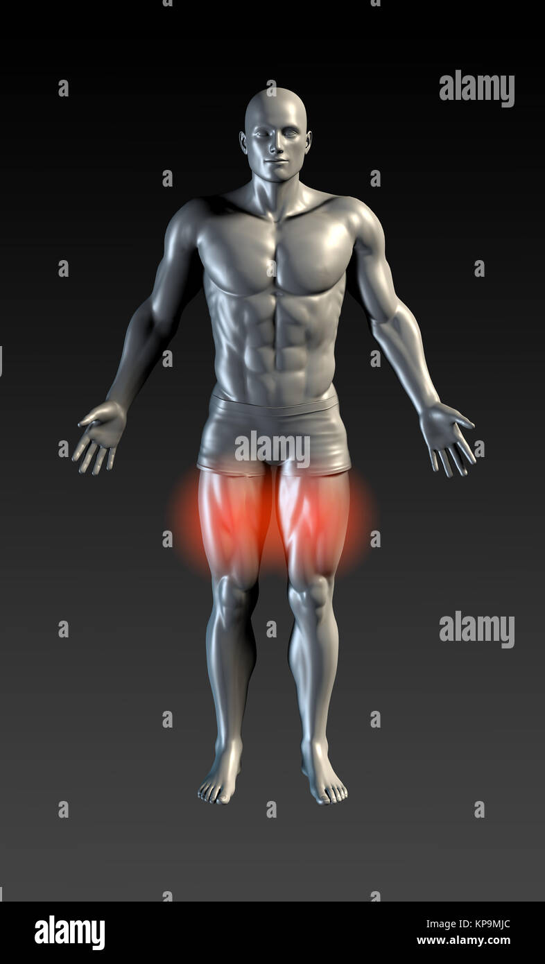 Male muscle anatomy human legs hi-res stock photography and images - Alamy