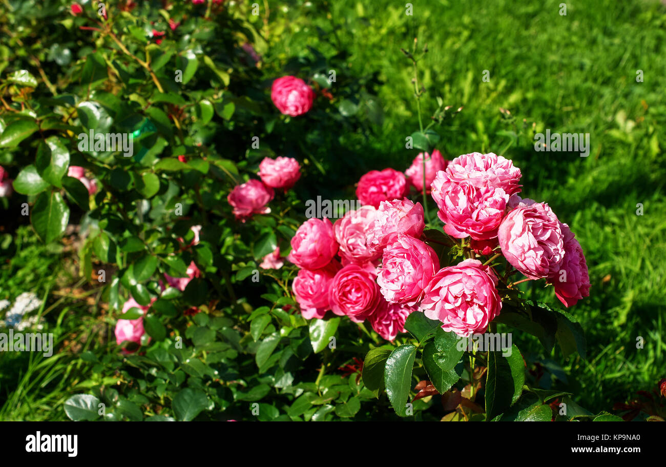 Bush of red roses in the garden Stock Photo - Alamy