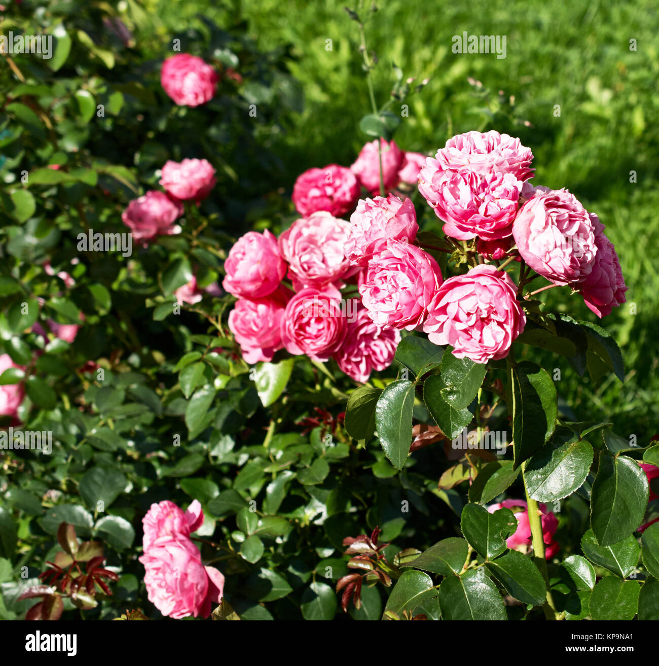 Bush of red roses in the garden Stock Photo - Alamy
