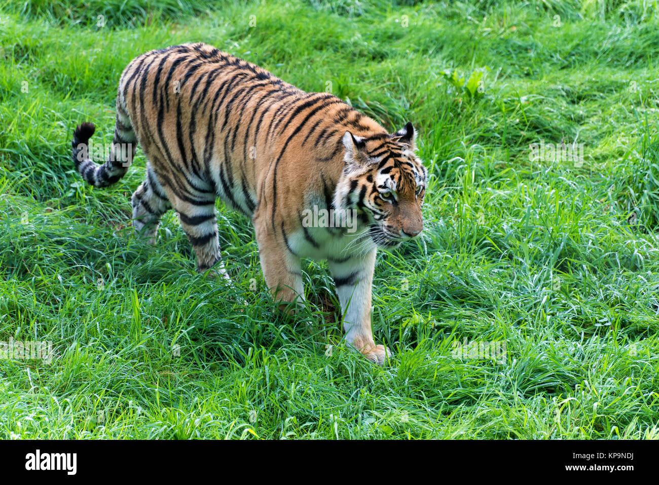 Tiger animal conservation hi-res stock photography and images - Alamy