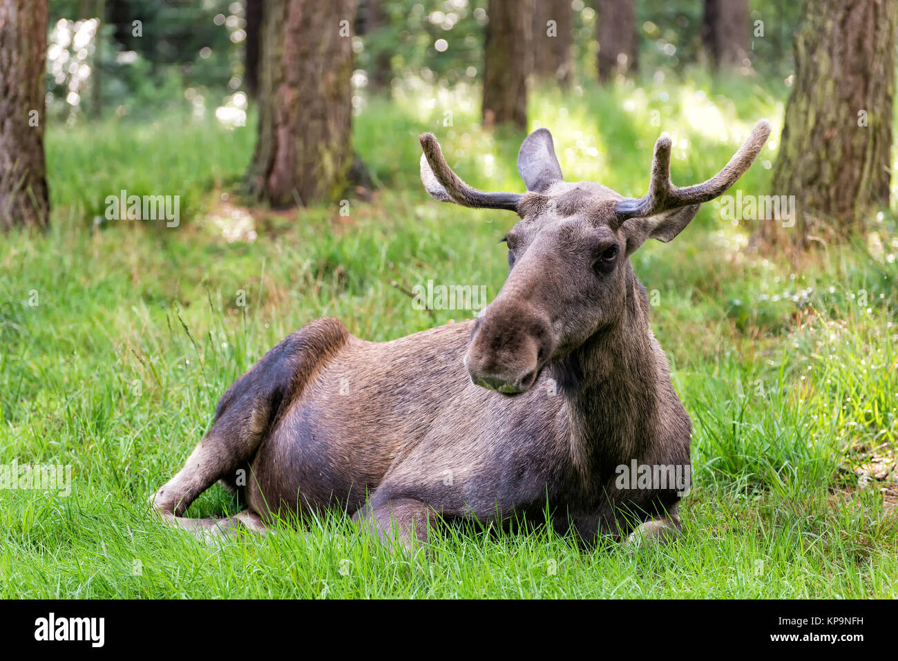 Moose chase hi-res stock photography and images - Alamy