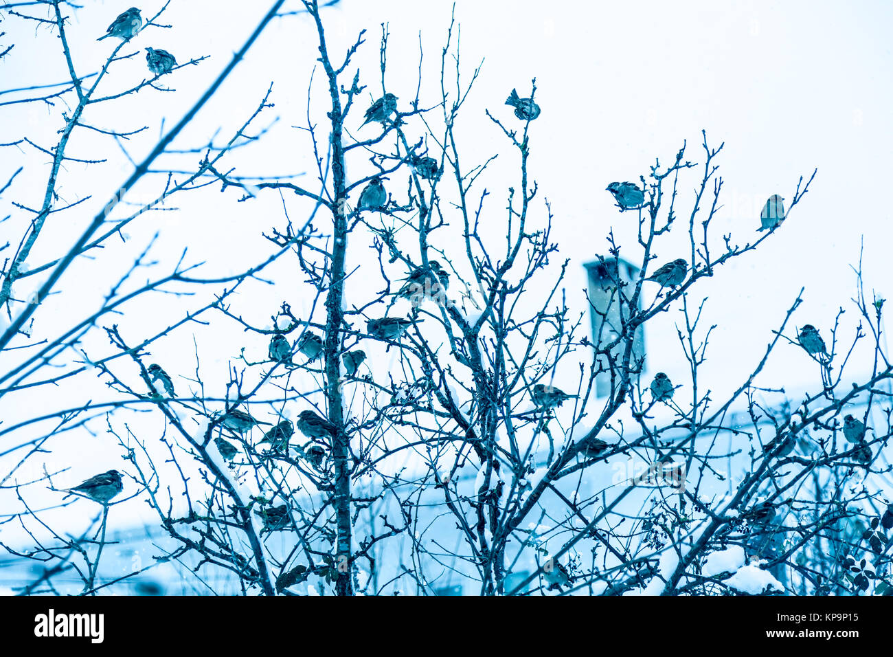 Many sparrow birds are on the branches of a tree in a cold winter day ...