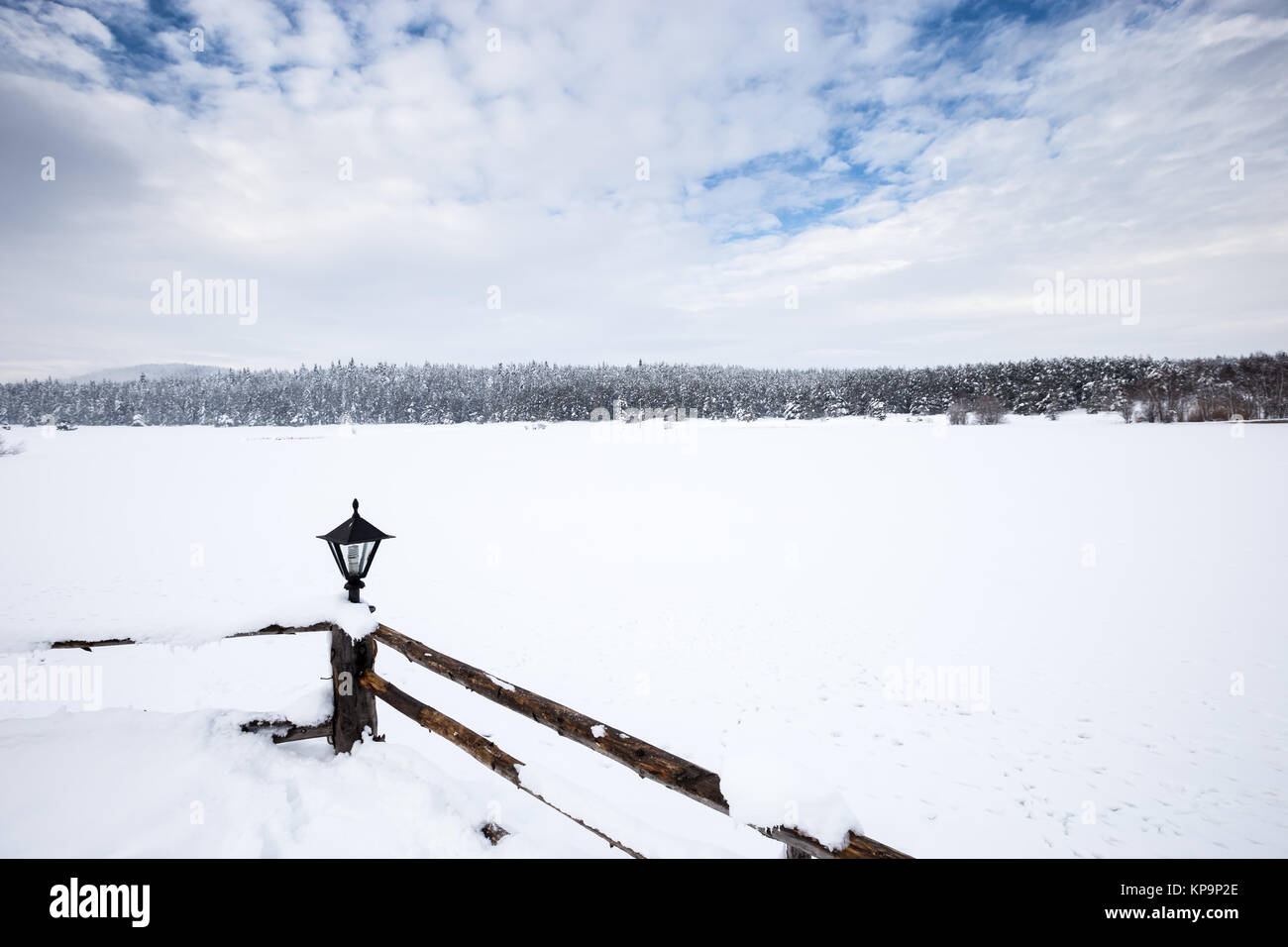 Winter landscape view with pine forest at a cloudy dull day.Fence and a ...