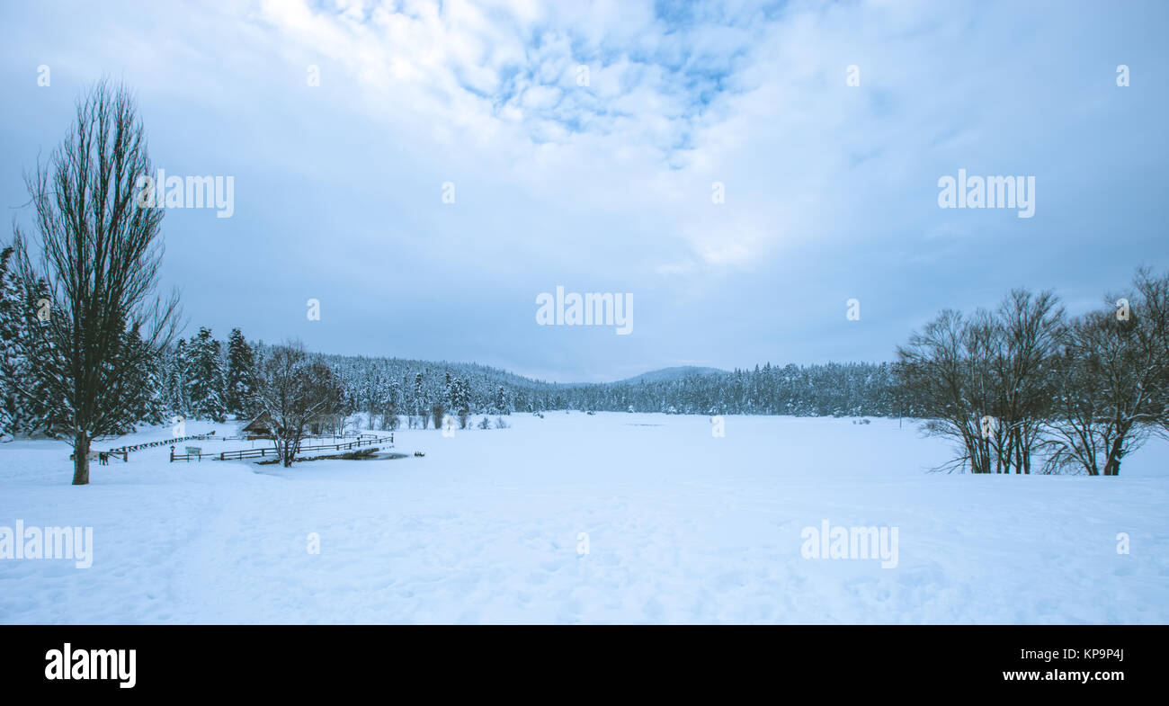 View of Winter frozen lake with pine forest at a cloudy dull day Stock ...