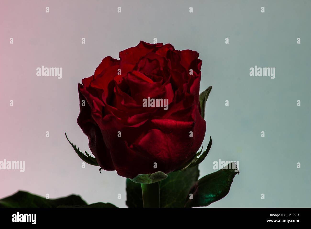 Roses with reflection Stock Photo - Alamy