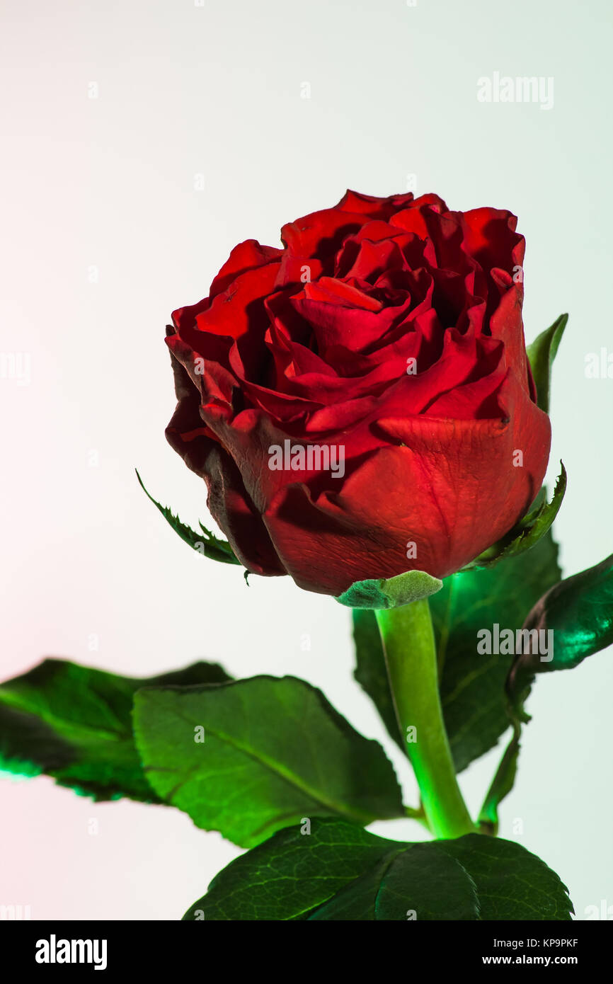 rose with reflection Stock Photo - Alamy
