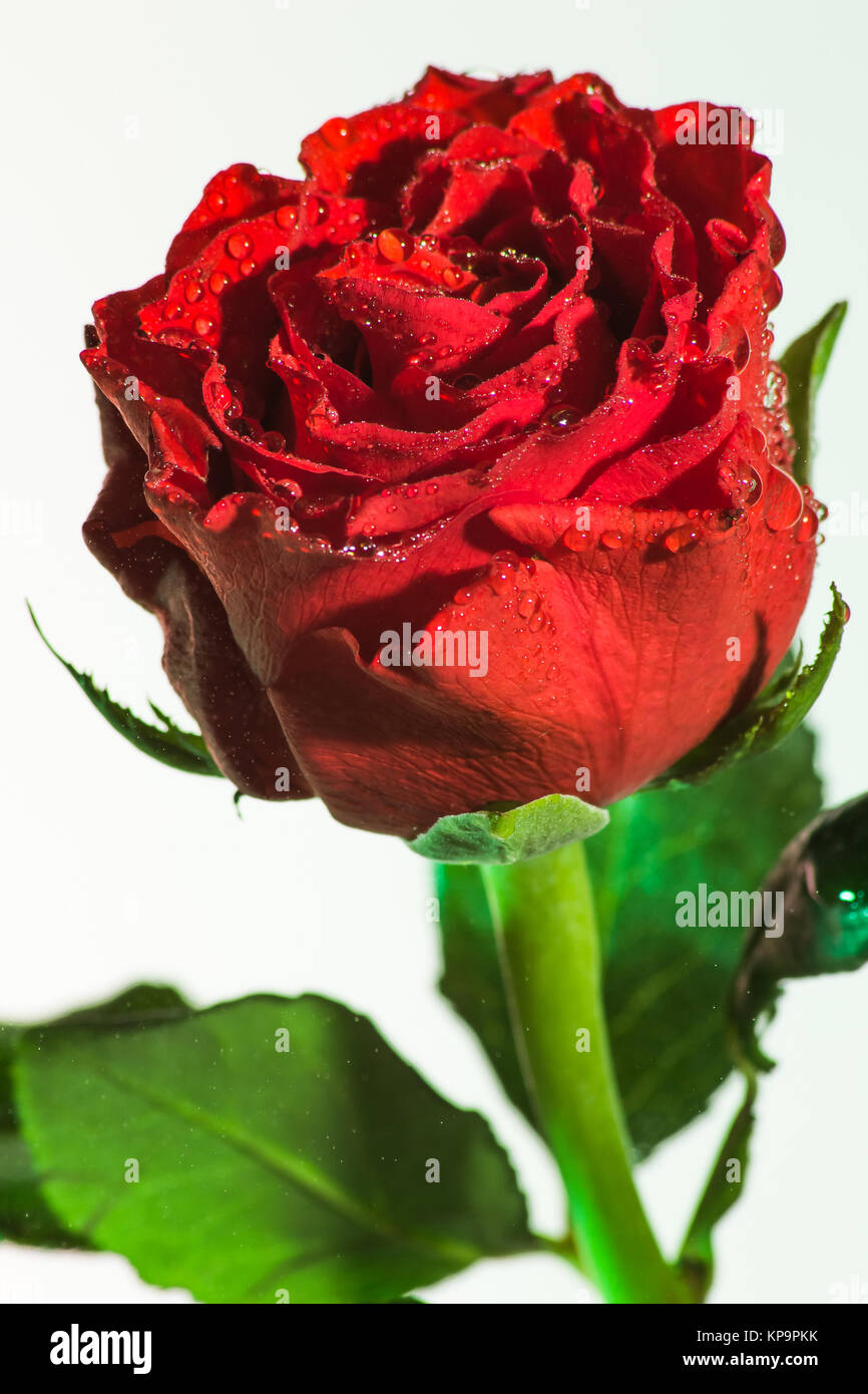 rose with reflection Stock Photo - Alamy