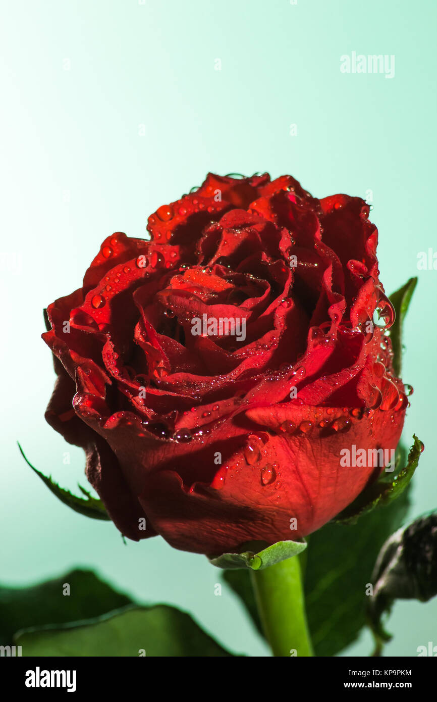 rose with reflection Stock Photo - Alamy