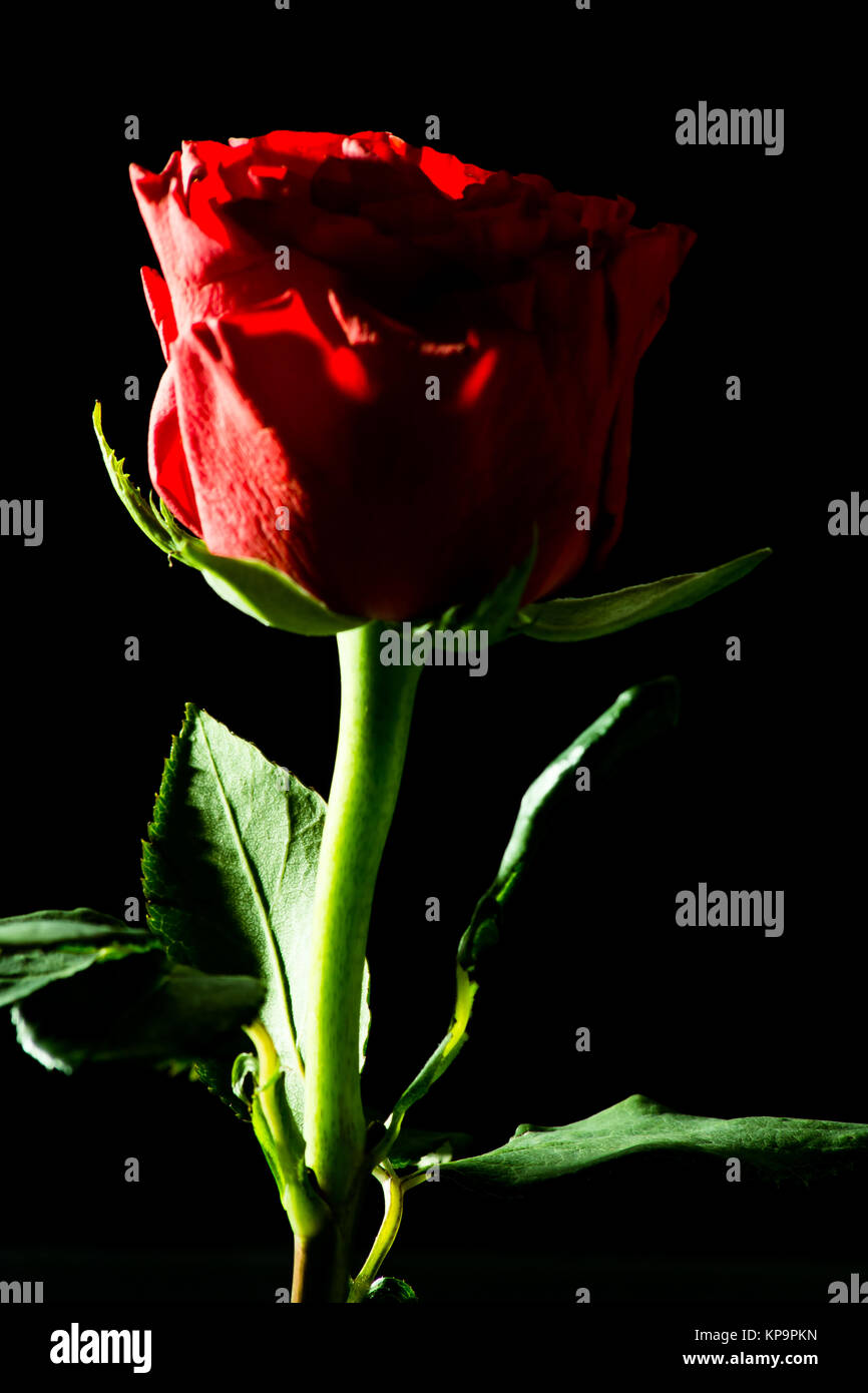rose with reflection Stock Photo - Alamy