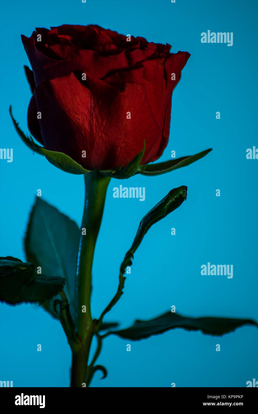 rose with reflection Stock Photo - Alamy