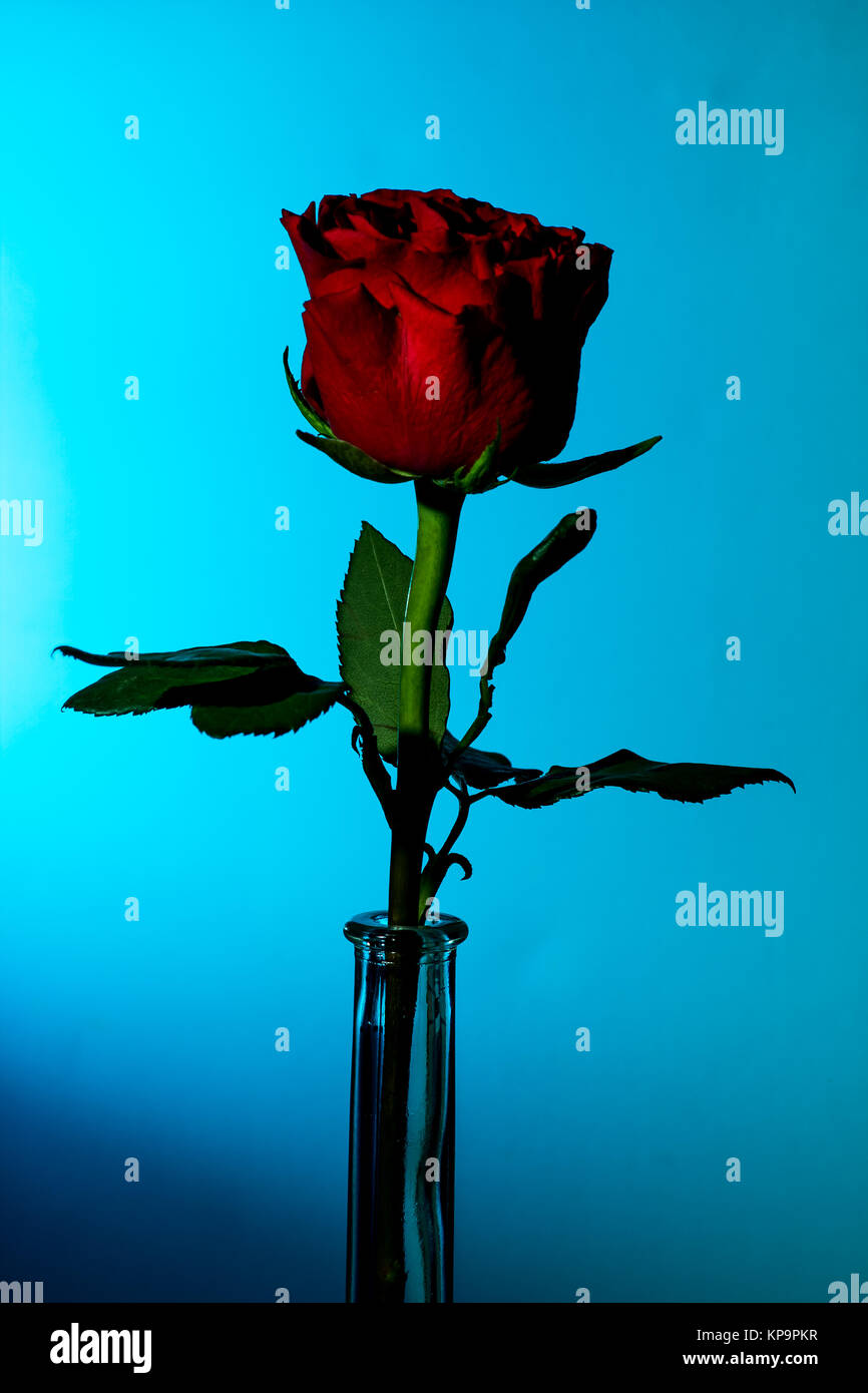 rose with reflection Stock Photo - Alamy