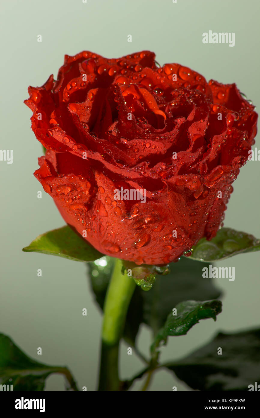 rose with reflection Stock Photo - Alamy