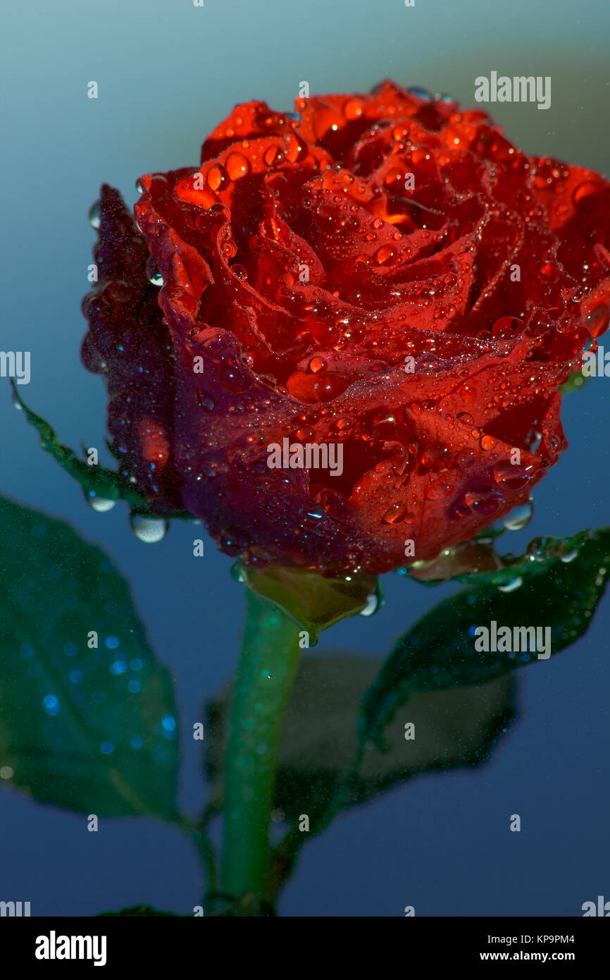 rose with reflection Stock Photo - Alamy