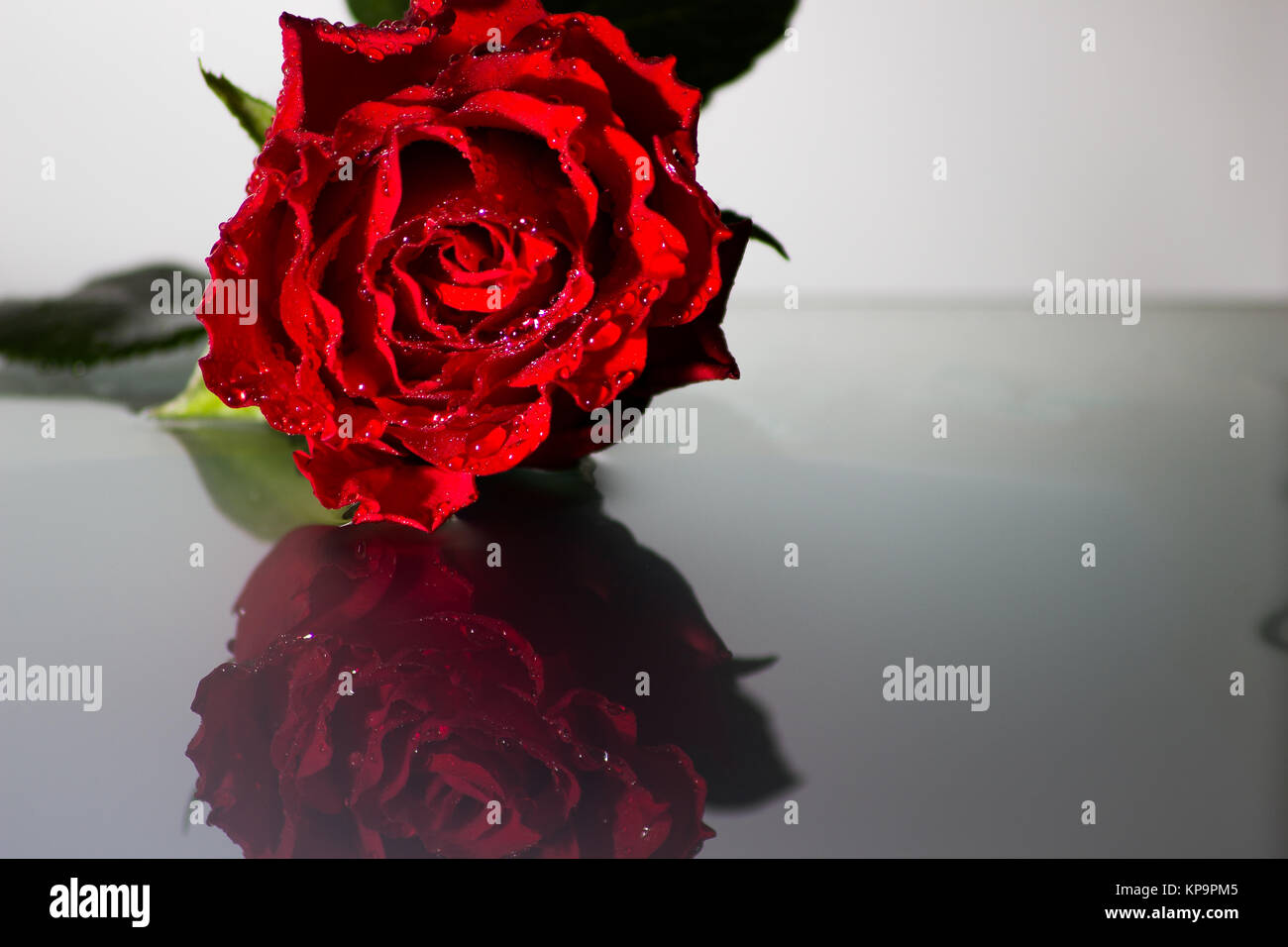 rose with reflection Stock Photo - Alamy