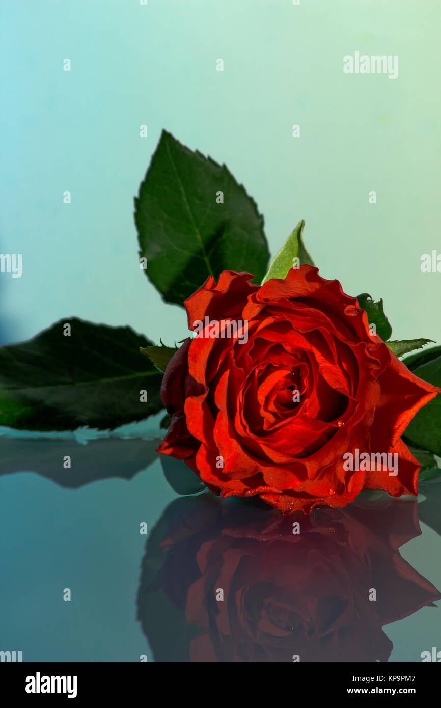 rose with reflection Stock Photo - Alamy