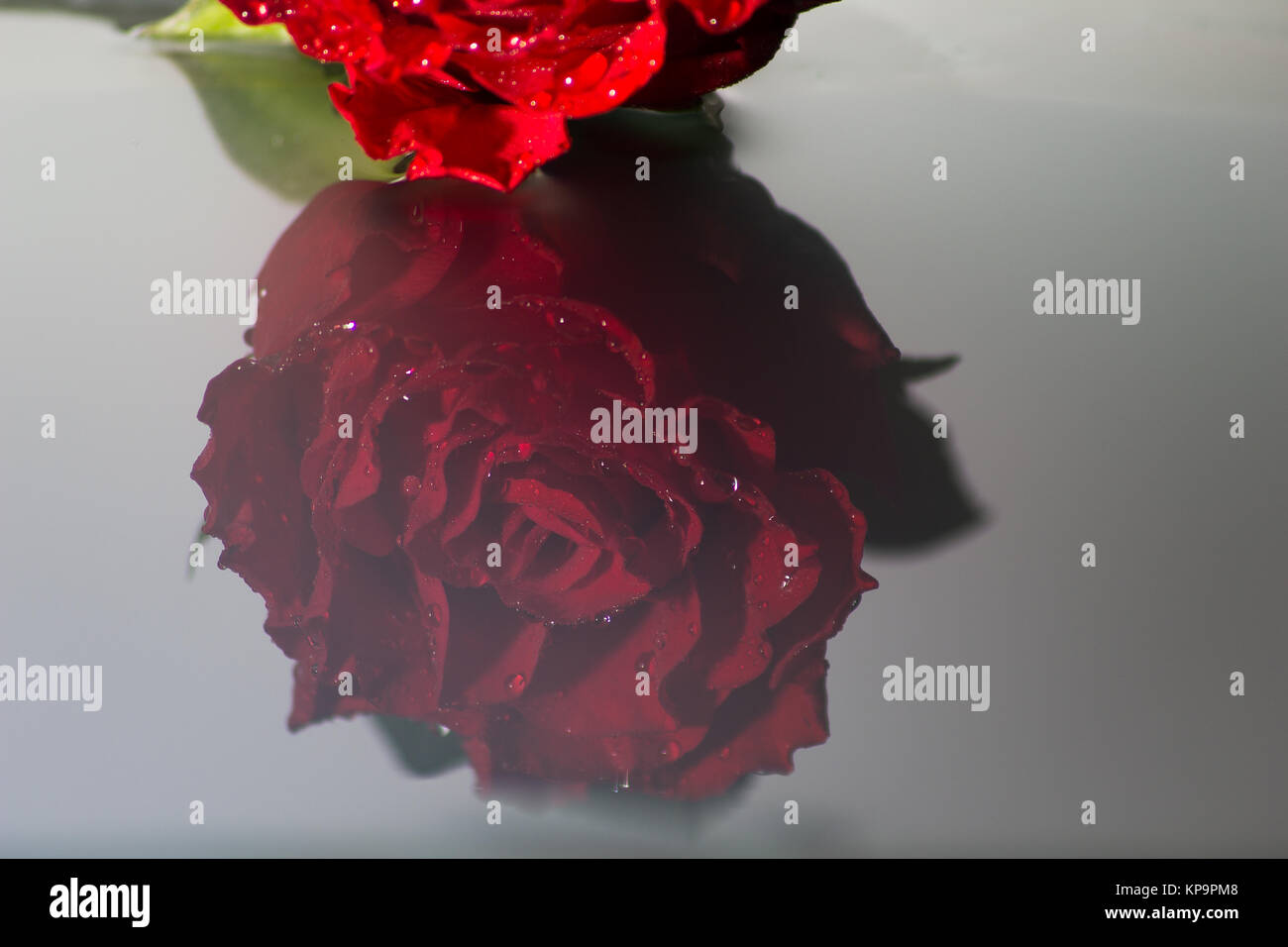 rose with reflection Stock Photo - Alamy
