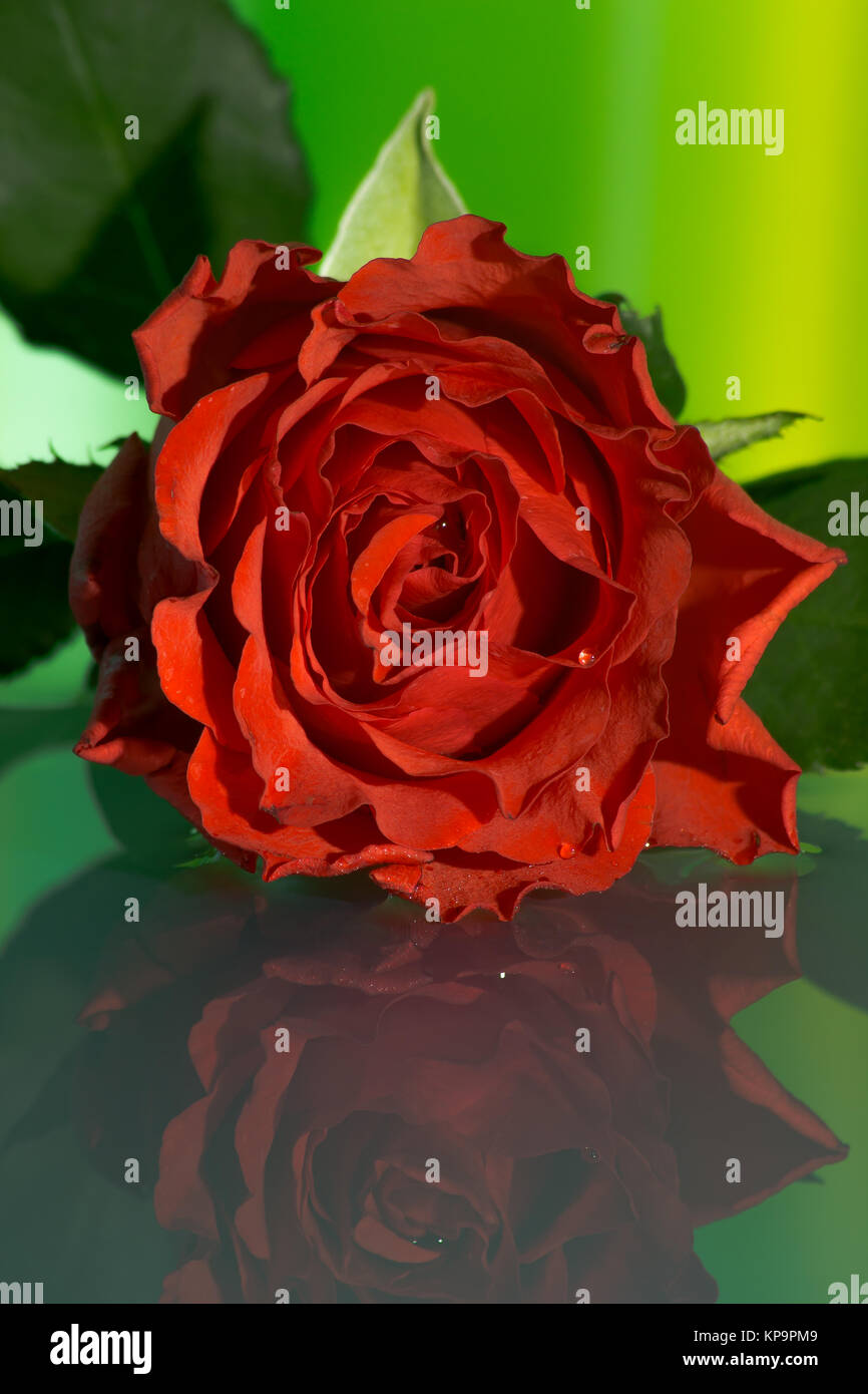 rose with reflection Stock Photo - Alamy