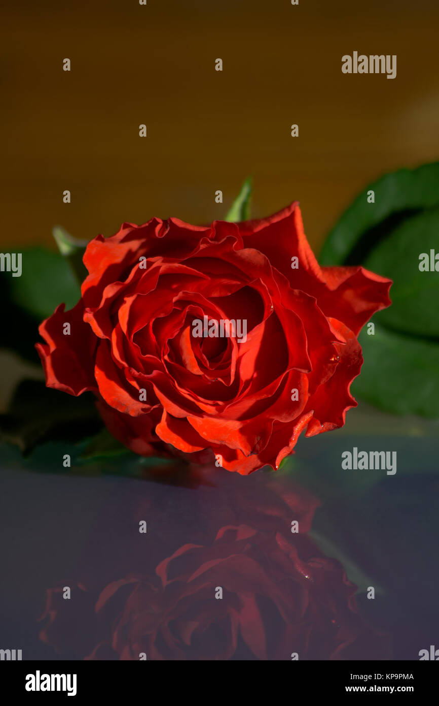 rose with reflection Stock Photo - Alamy