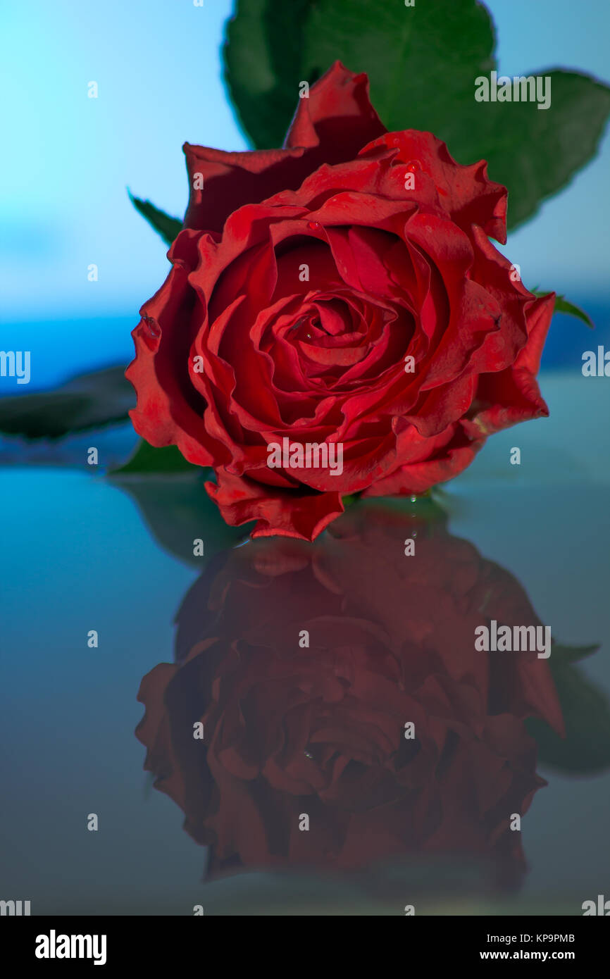 rose with reflection Stock Photo - Alamy