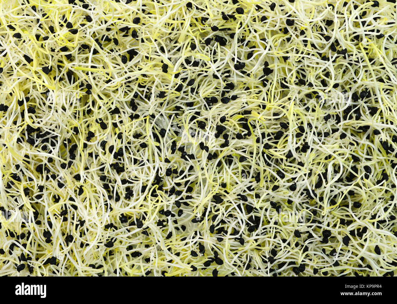 red onion germs texture Stock Photo - Alamy