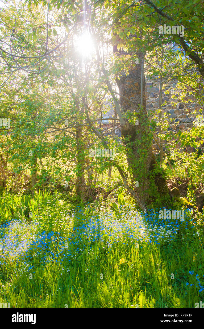 reflection of the sun through the tree Stock Photo - Alamy