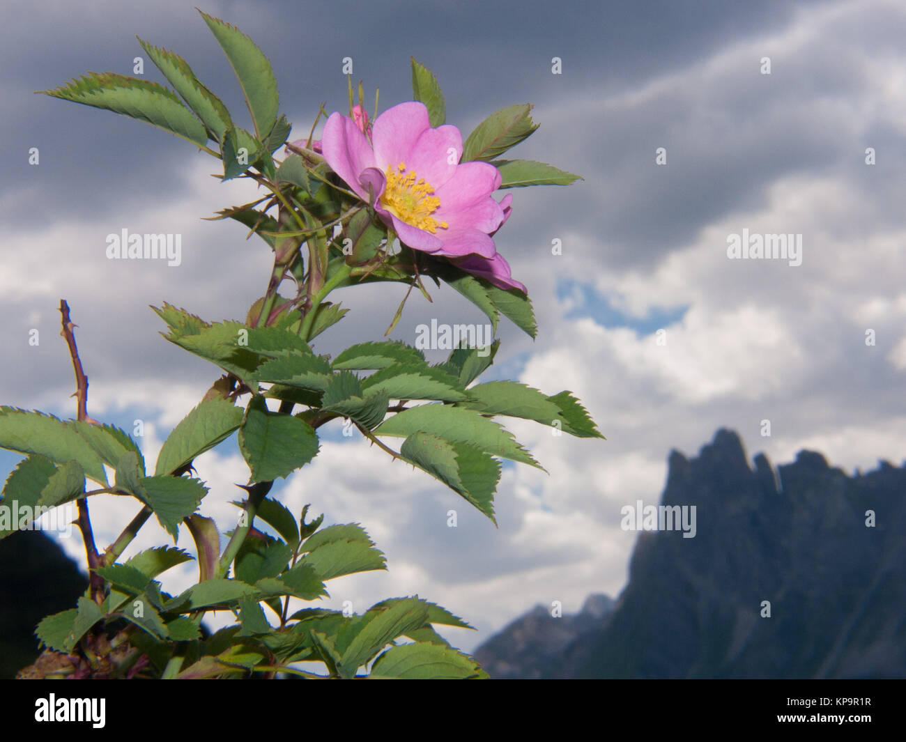pink flowers in the Alps Stock Photo - Alamy