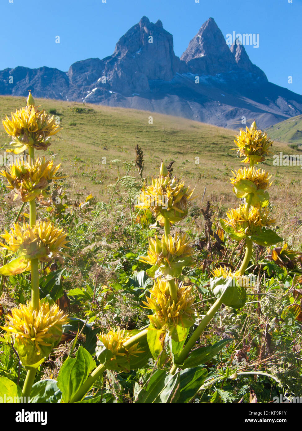 yellow flowers in the Alps Stock Photo - Alamy