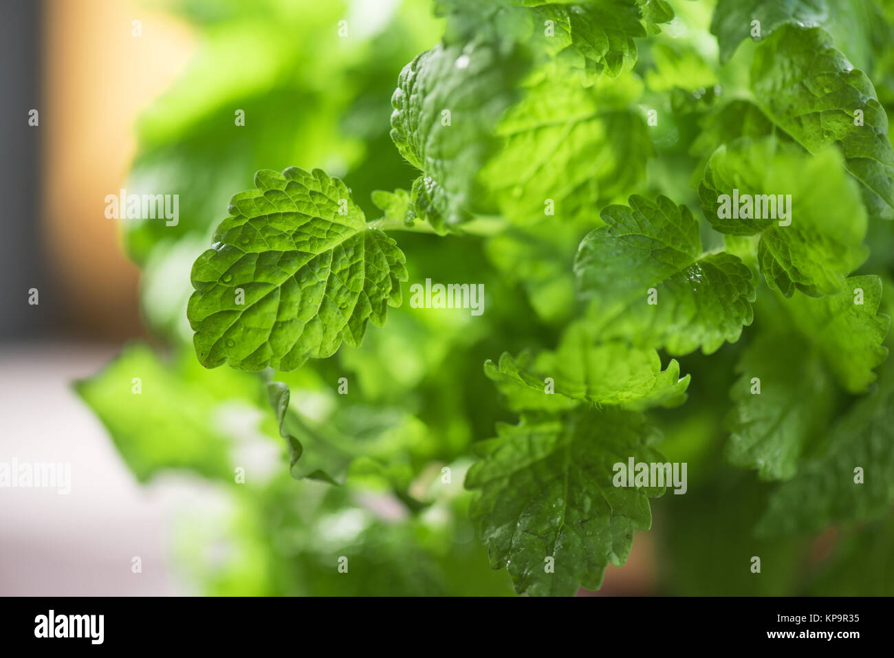 Green fresh melissa Stock Photo - Alamy