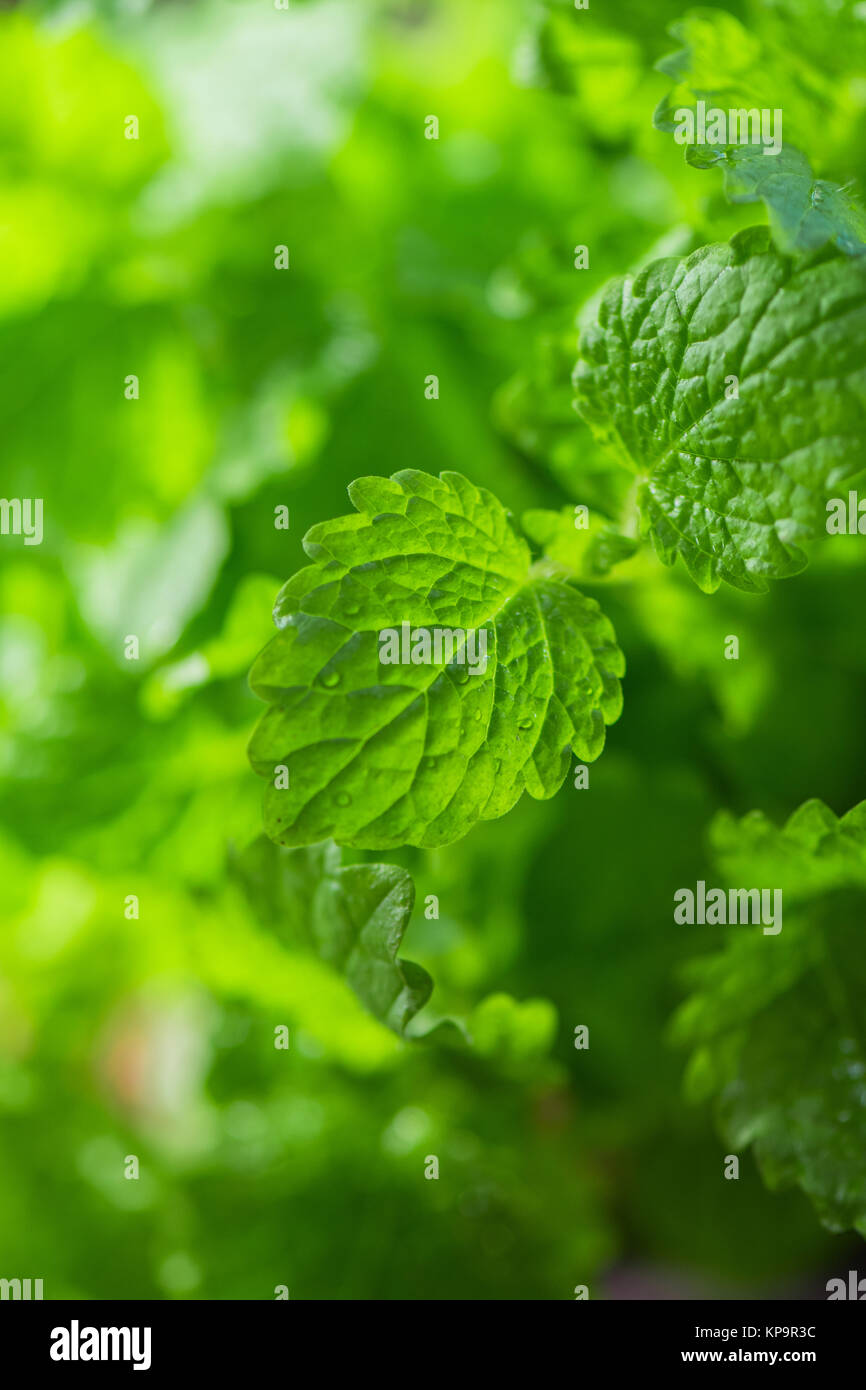 Green fresh melissa Stock Photo - Alamy