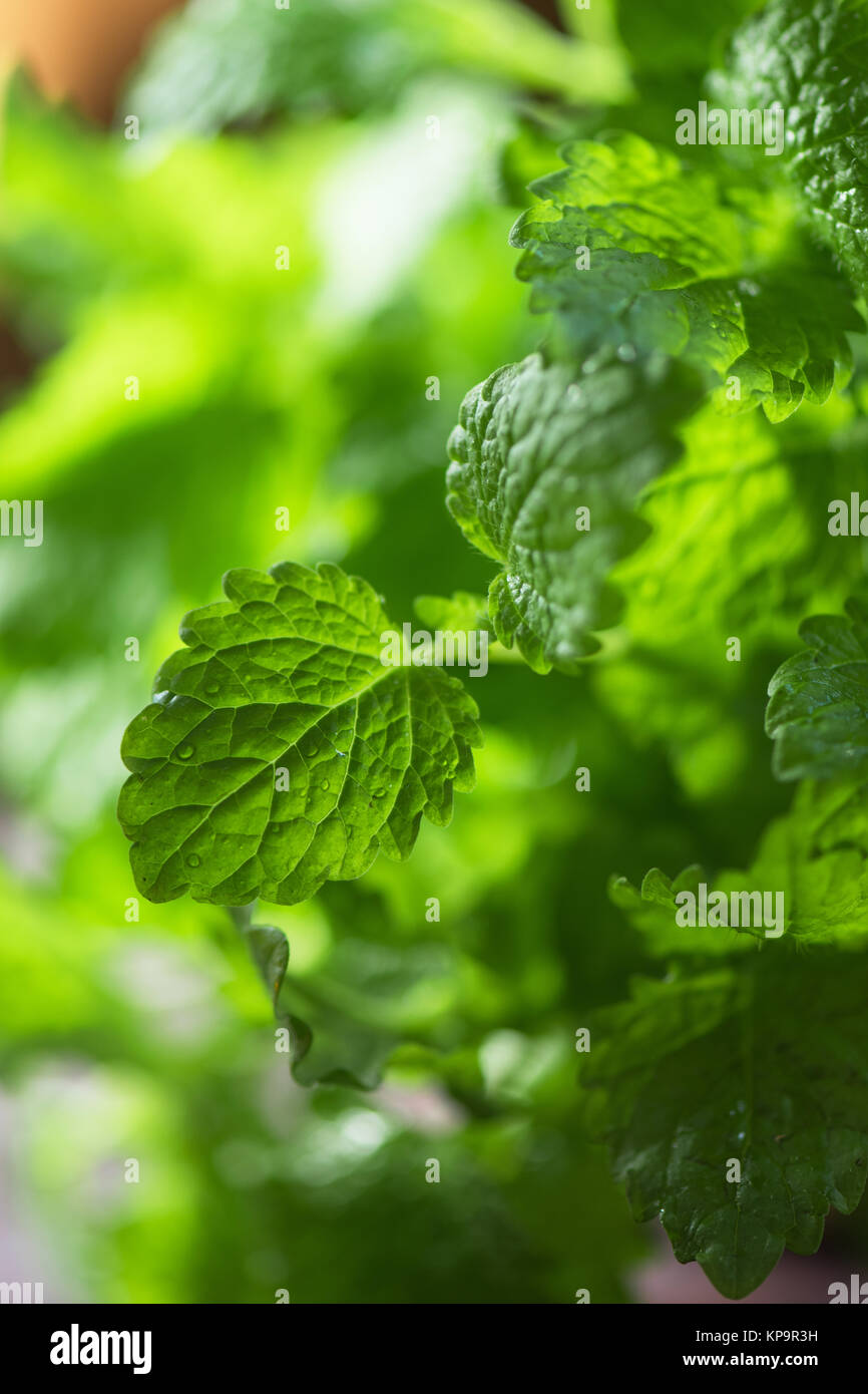 Green fresh melissa Stock Photo - Alamy