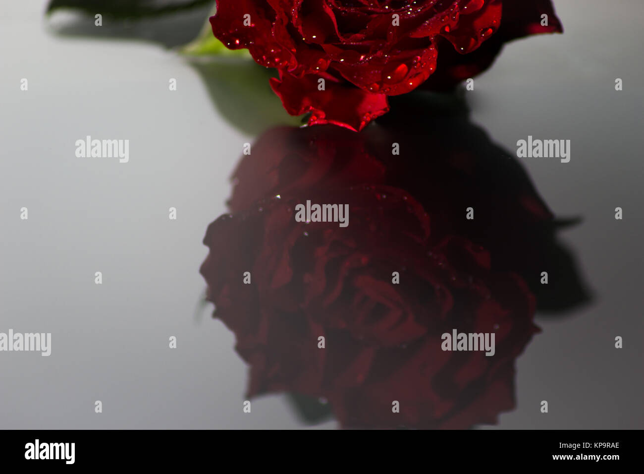 rose with reflection Stock Photo - Alamy