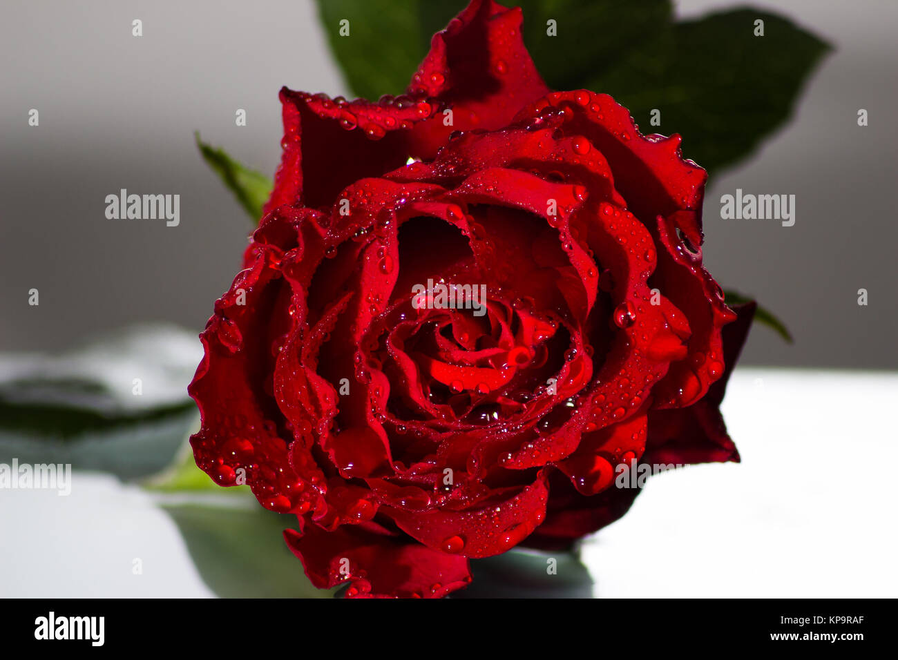 rose with reflection Stock Photo - Alamy