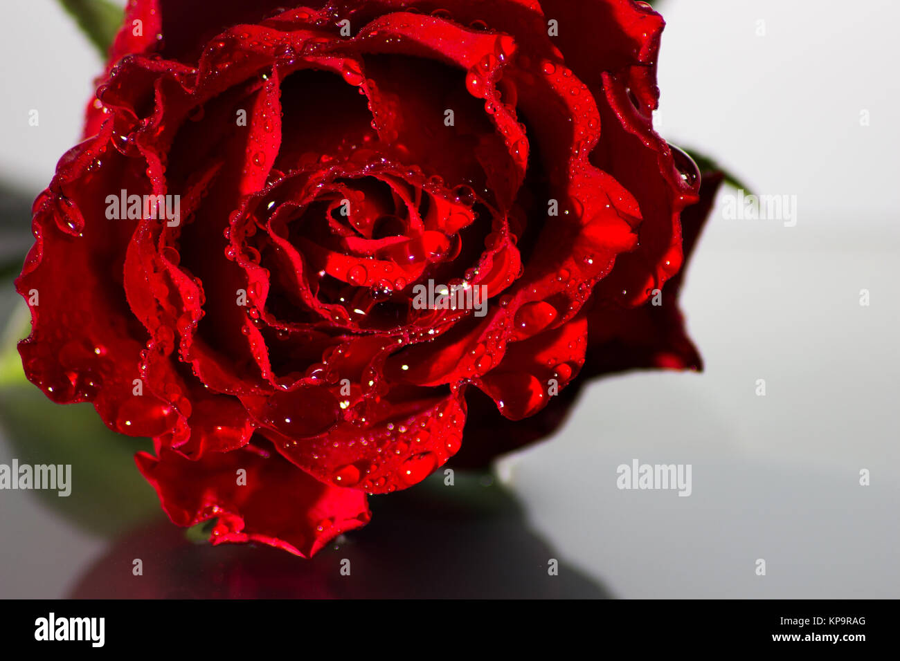 rose with reflection Stock Photo - Alamy