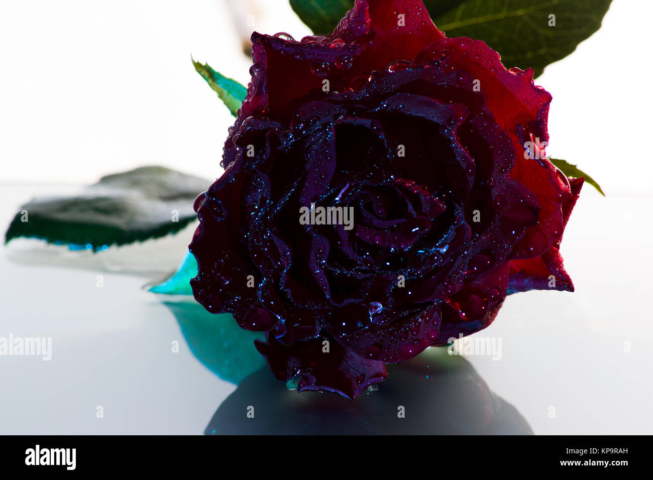 rose with reflection Stock Photo - Alamy