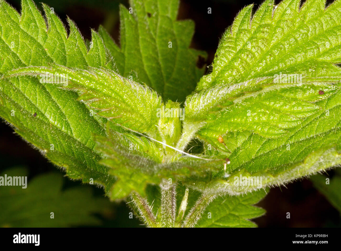 Nettle fertilizer hi-res stock photography and images - Alamy